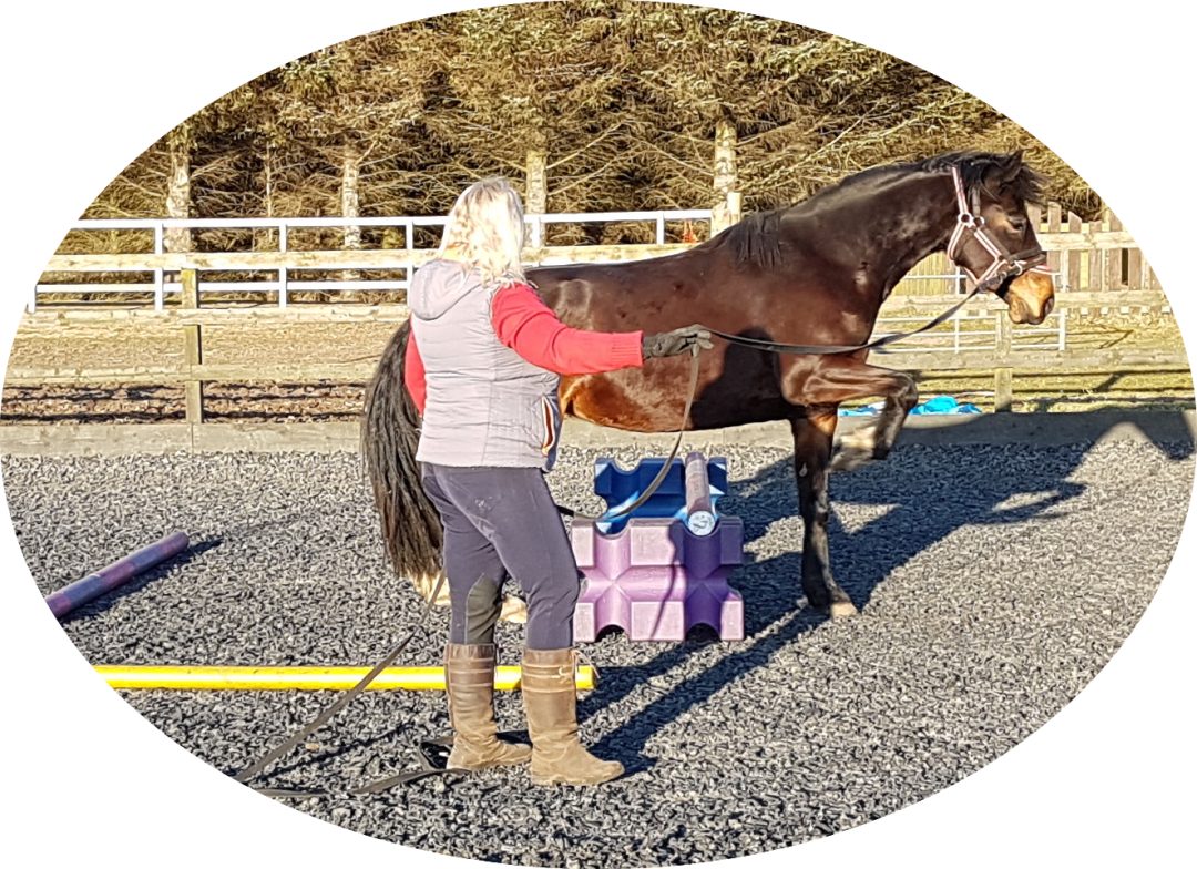 Riding | Equus Scotland